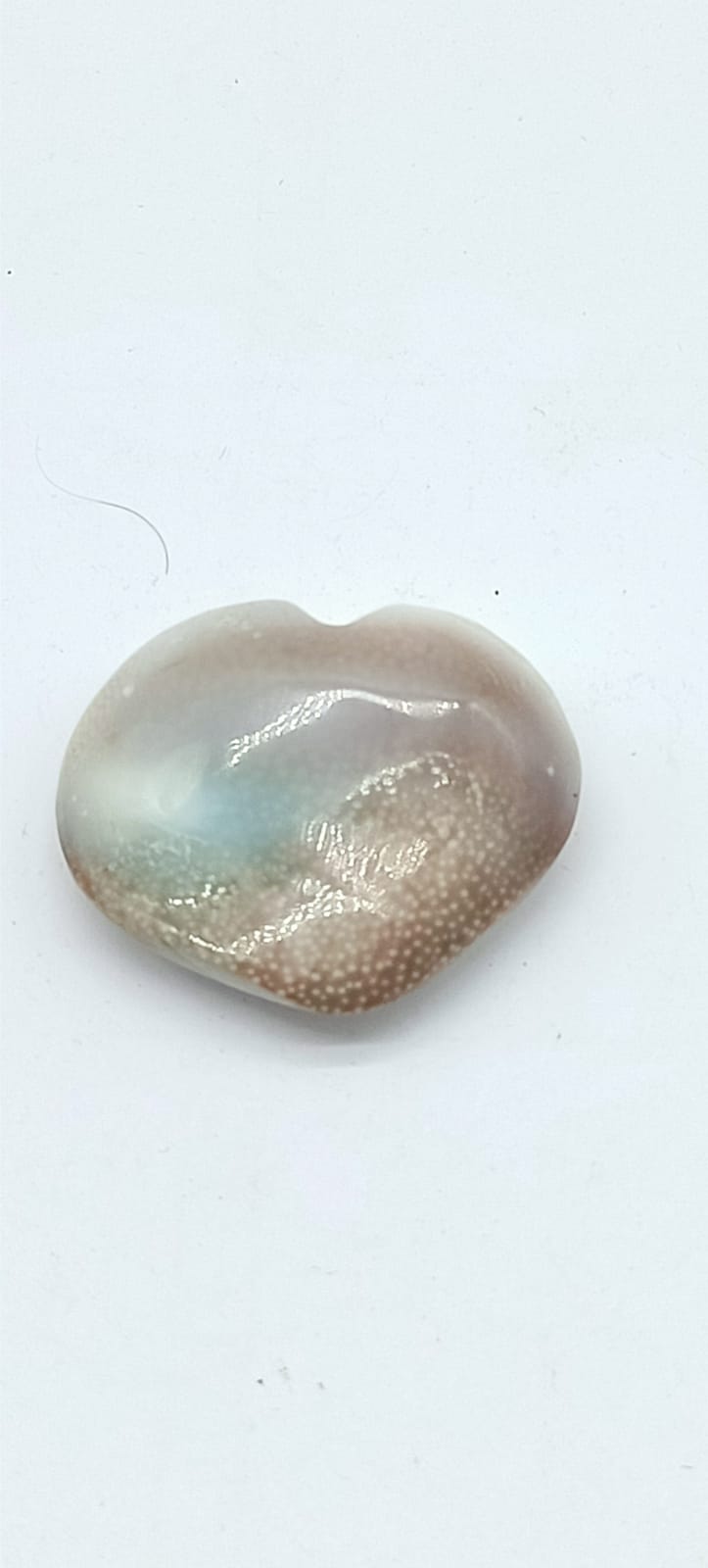 Find out what is beneficial of Operculum Shell from Crystal Wellness